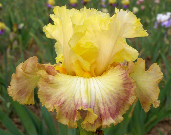Raspberry Lemonade Iris – Sutton Iris