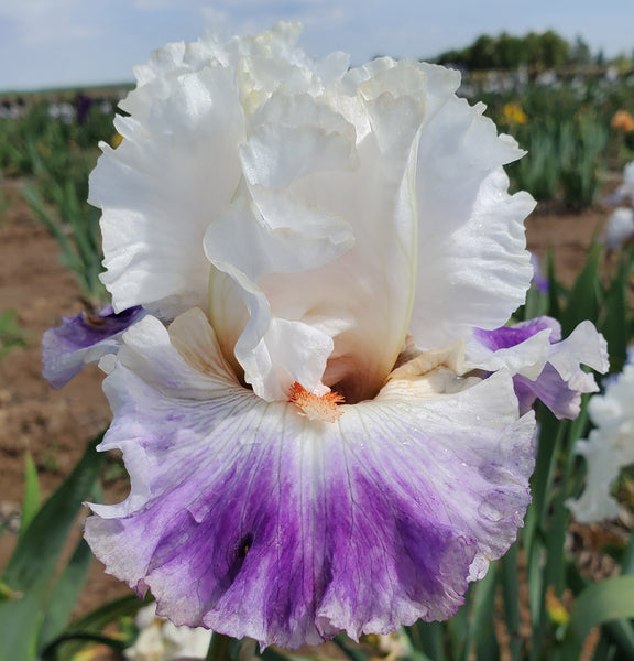 Star Maker – Sutton Iris