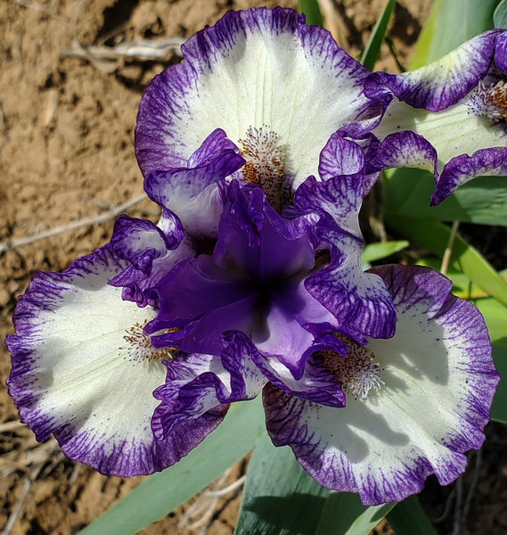 Loop De Loop – Sutton Iris
