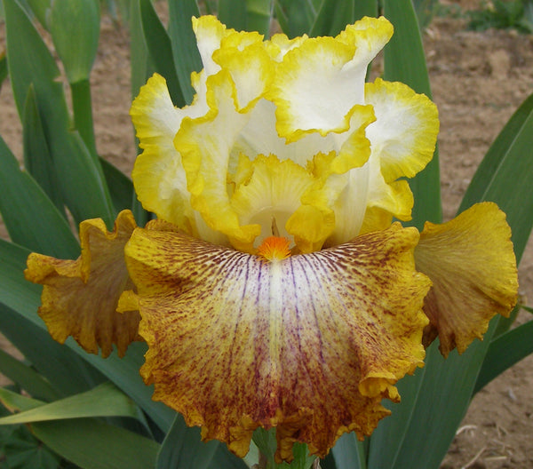 Topped Off – Sutton Iris