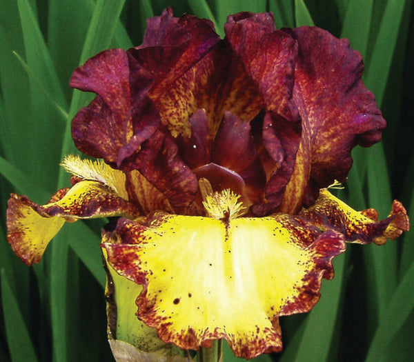 Tripod – Sutton Iris
