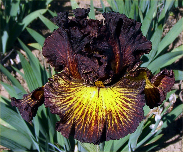 Tuscan Summer – Sutton Iris