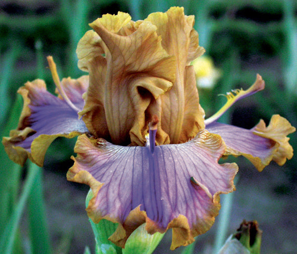 Westpointer Iris – Sutton Iris