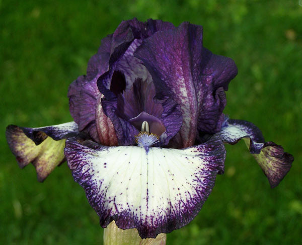 Yonkers Intermediate Bearded Iris – Sutton Iris