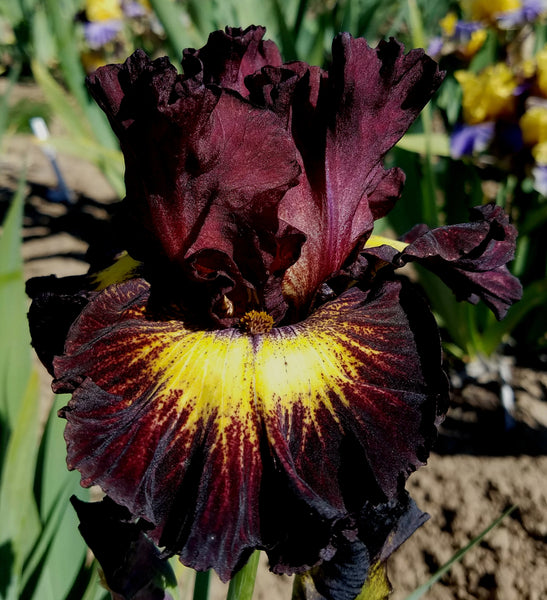 Bottled Lightning – Sutton Iris