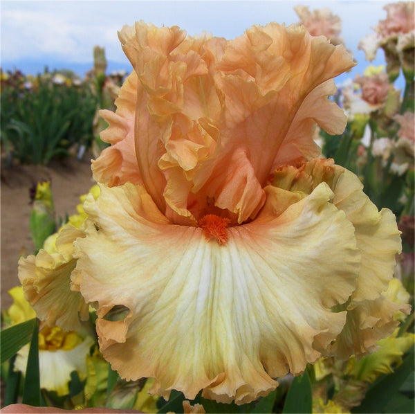 Mango Dream – Sutton Iris